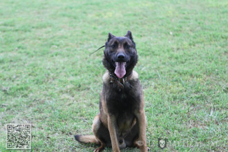 Trident K9 Warriors: An interview with Former Navy SEAL Mike Ritland ...