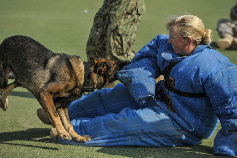 Upping the Bar: Holding K9 Training to a Higher Standard - ITS Tactical